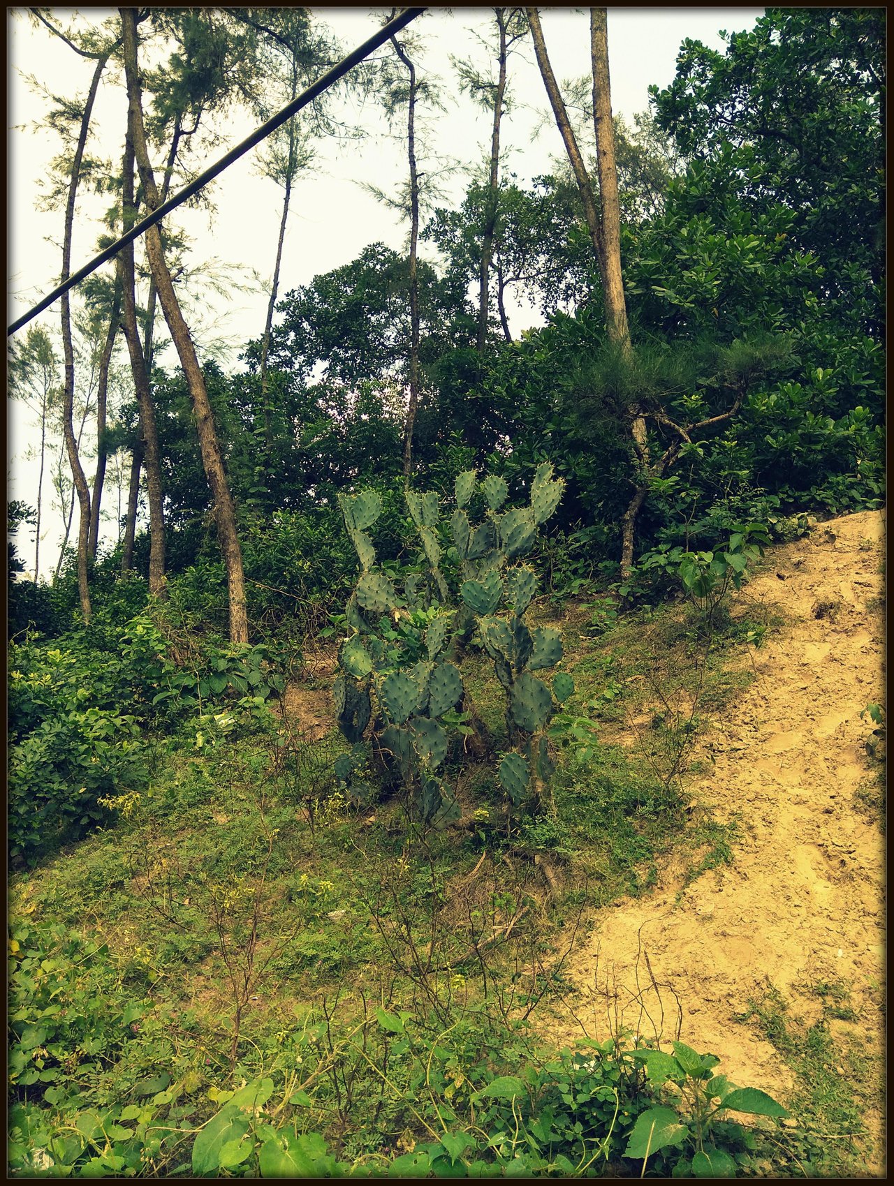 Natural Snake Hood Tree or Fani Mansa Tree - Original content by ...