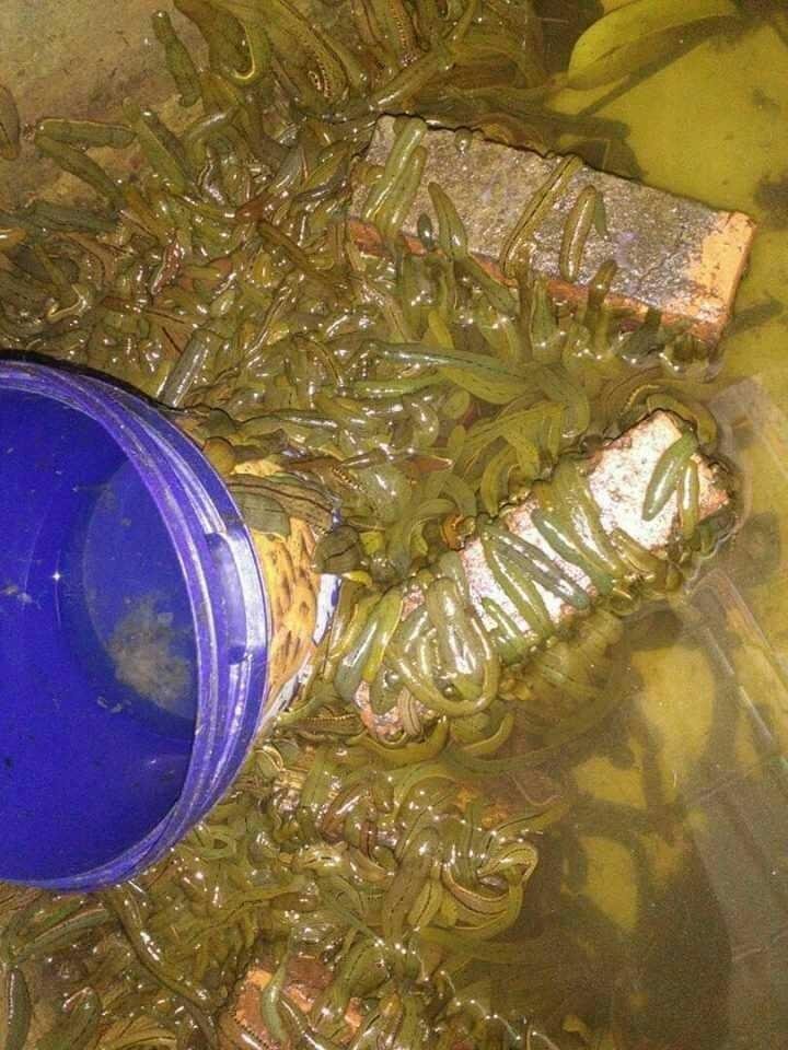 How to Breed And Cultivate Leeches For Health Therapy — Steemit