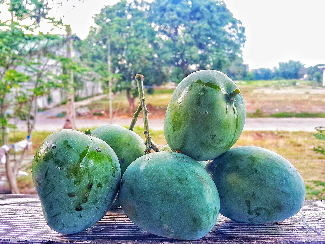 Philippine's Indian Mango — Steemit