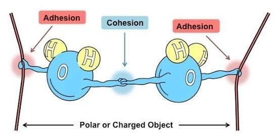 Science Experiment : How Does Cohesion and Adhesion Work — Steemit
