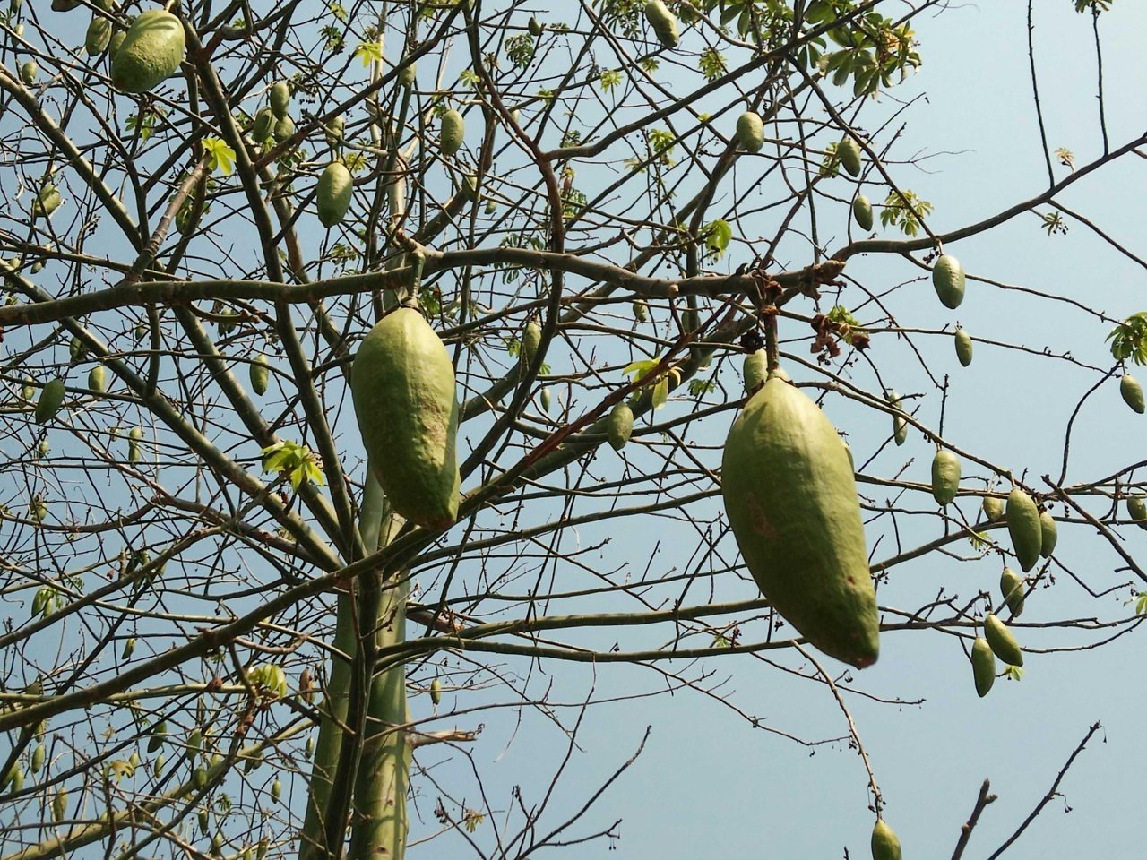 Tree>ต้นงิ้วที่กำลังจะสูญหาย — Steemit