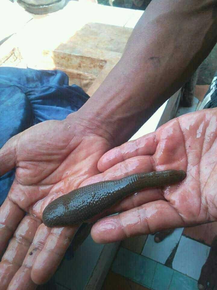 How to Breed And Cultivate Leeches For Health Therapy — Steemit