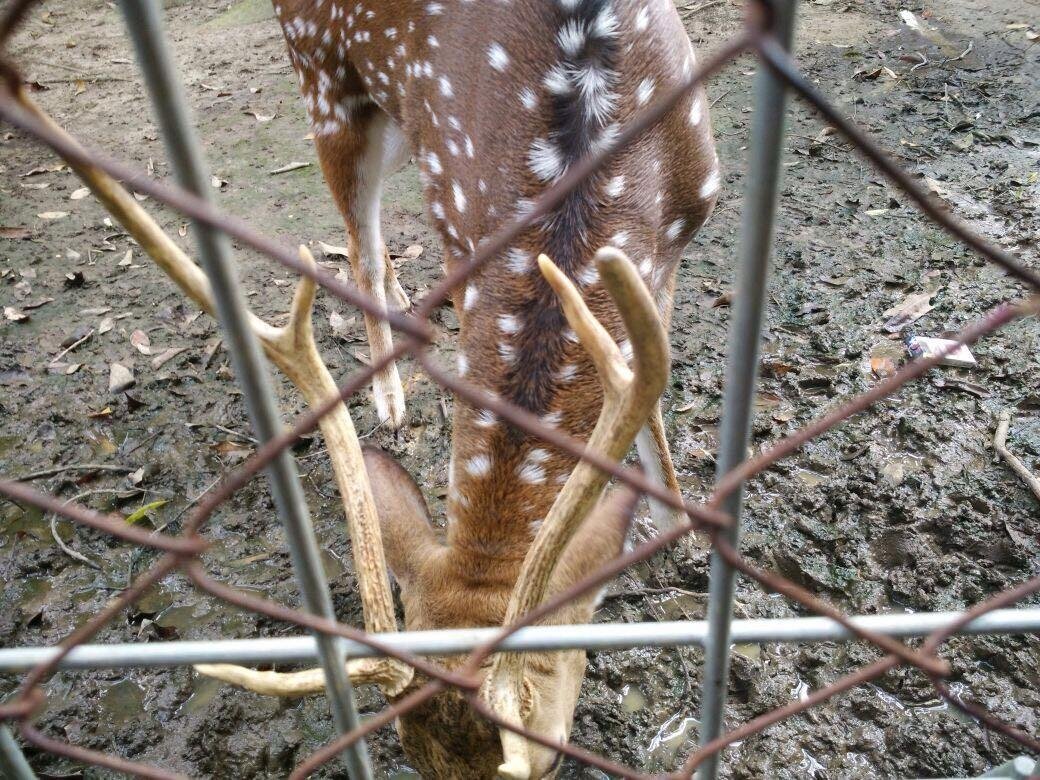 Perbedaan dan Persamaan Rusa dan Kijang — Steemit