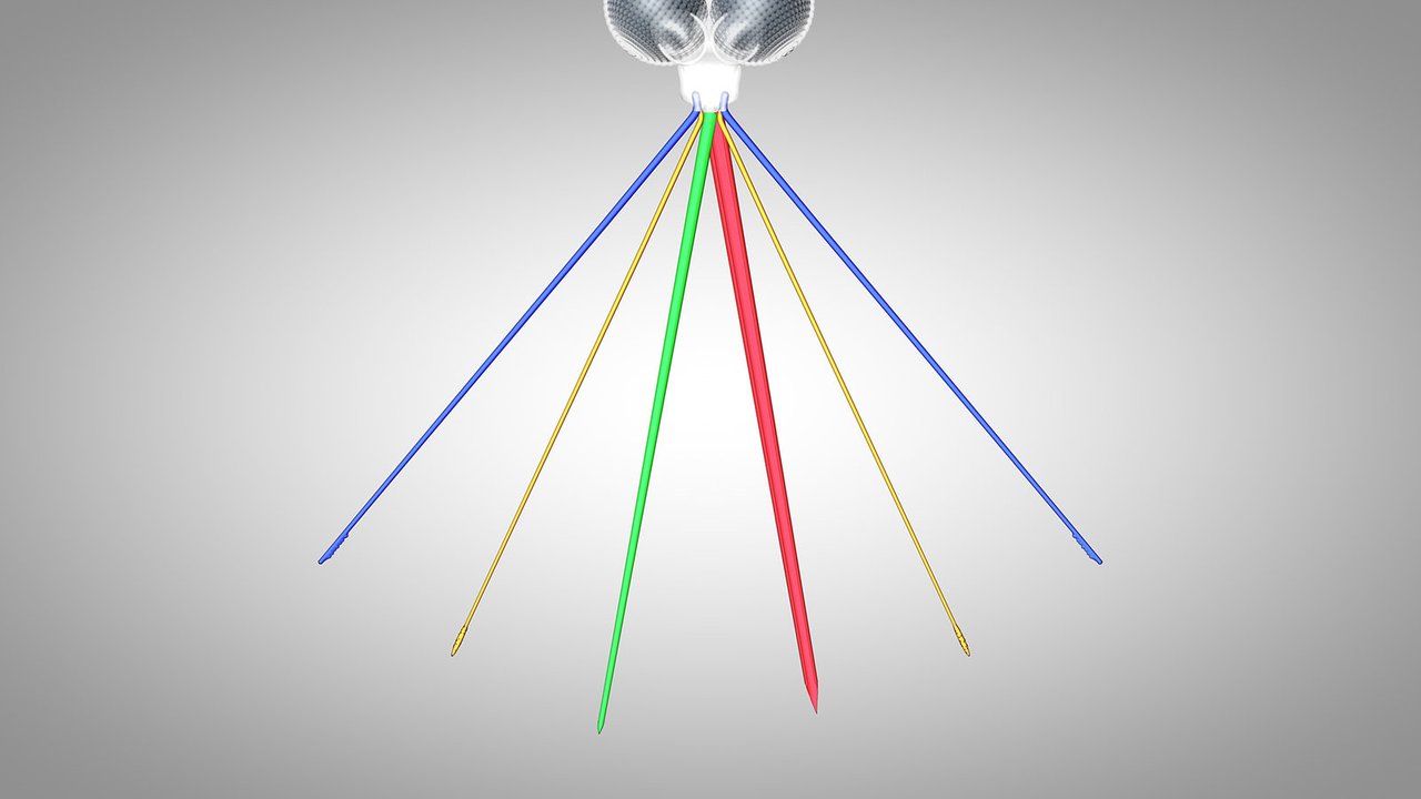 La boca del mosquito bajo el microscopio 🔬 | Free Press