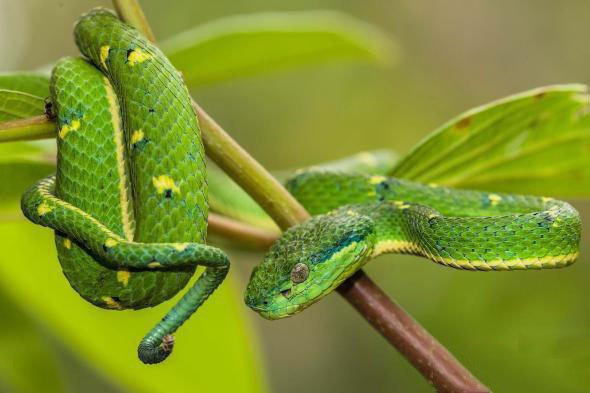 The seven amazing animal organs that make human envy envy hate — Steemit