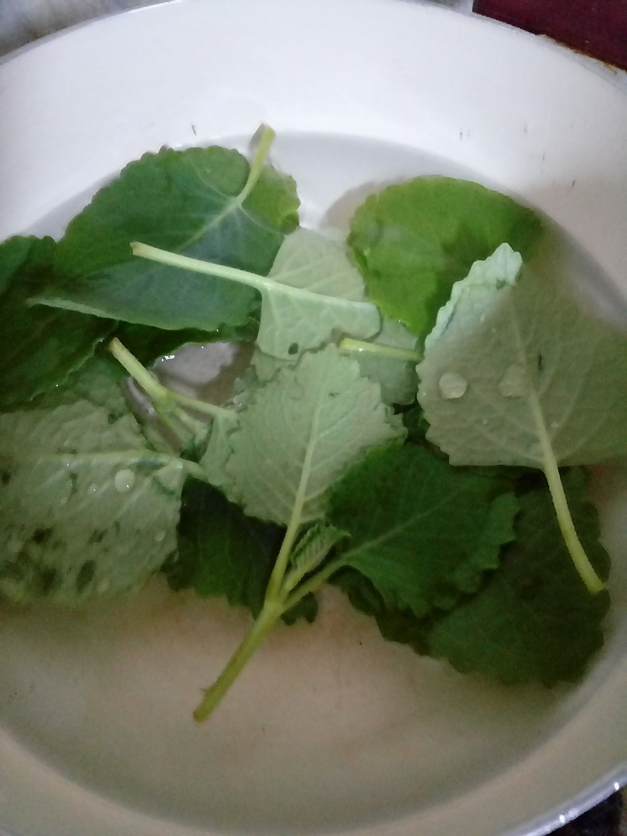 Oregano (Calabo) Leaves — Steemit