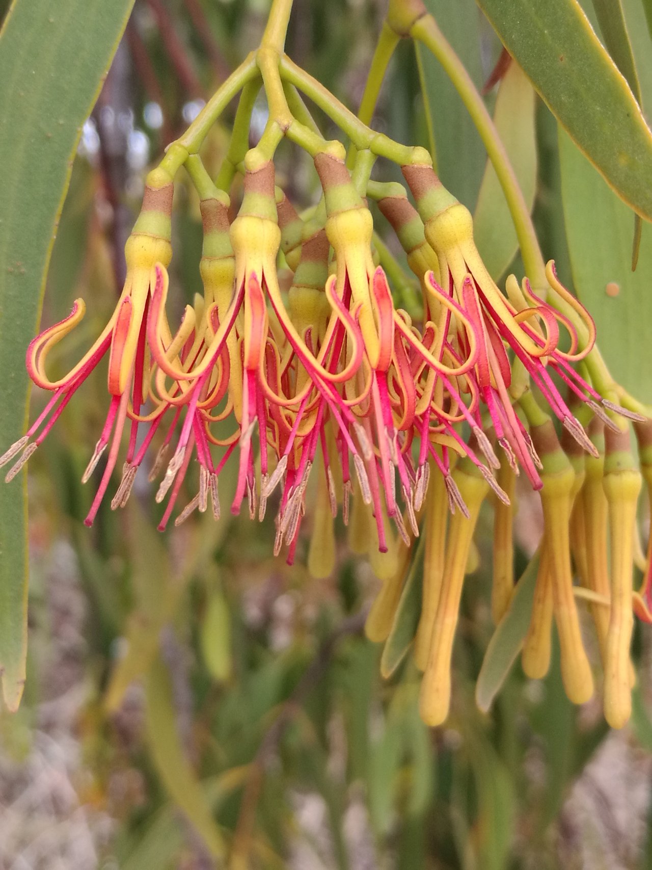 Australian bushfoods: Mistletoes (Amyema and Lysiana species) — Steemit