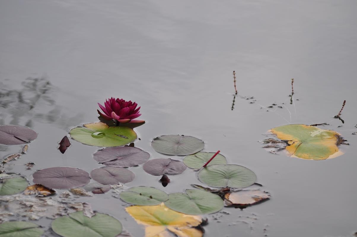 Nilüfer Çiçeği / Lotus Flower (PHOTO) — Steemit