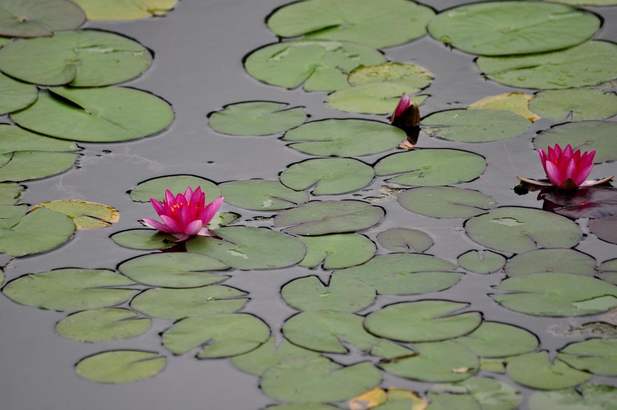 Nilüfer Çiçeği / Lotus Flower (PHOTO) — Steemit