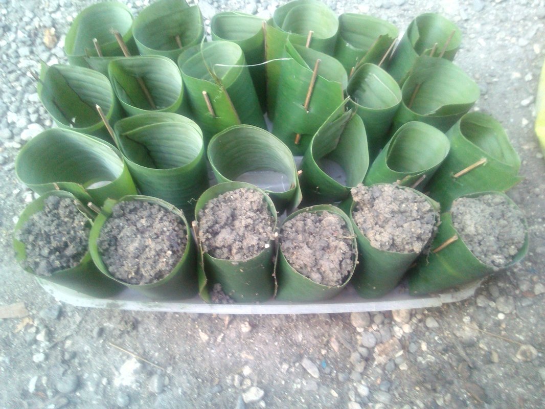 Planting Pechay - Day 1: Creating and Preparing Seedlings..... — Steemit