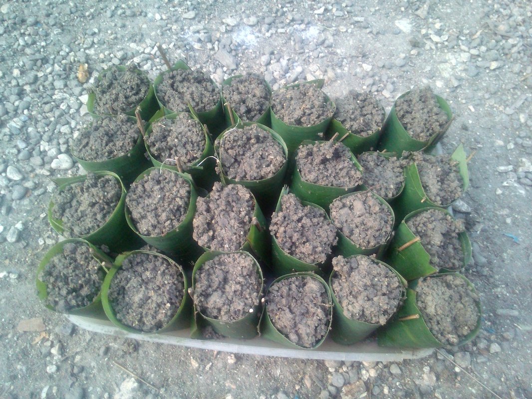 Planting Pechay - Day 1: Creating and Preparing Seedlings..... — Steemit