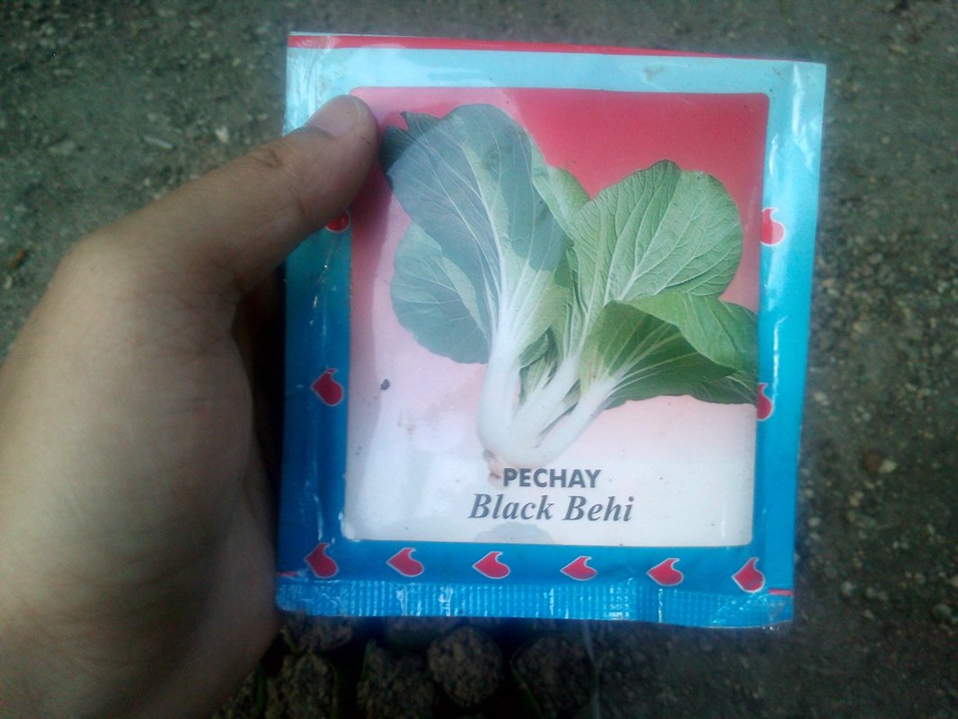 Planting Pechay - Day 1: Creating and Preparing Seedlings..... — Steemit