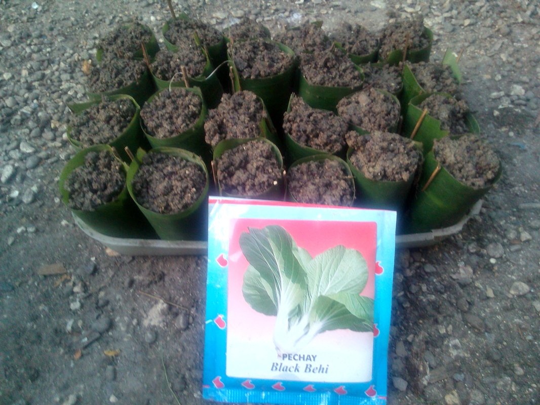 Planting Pechay - Day 1: Creating and Preparing Seedlings..... — Steemit