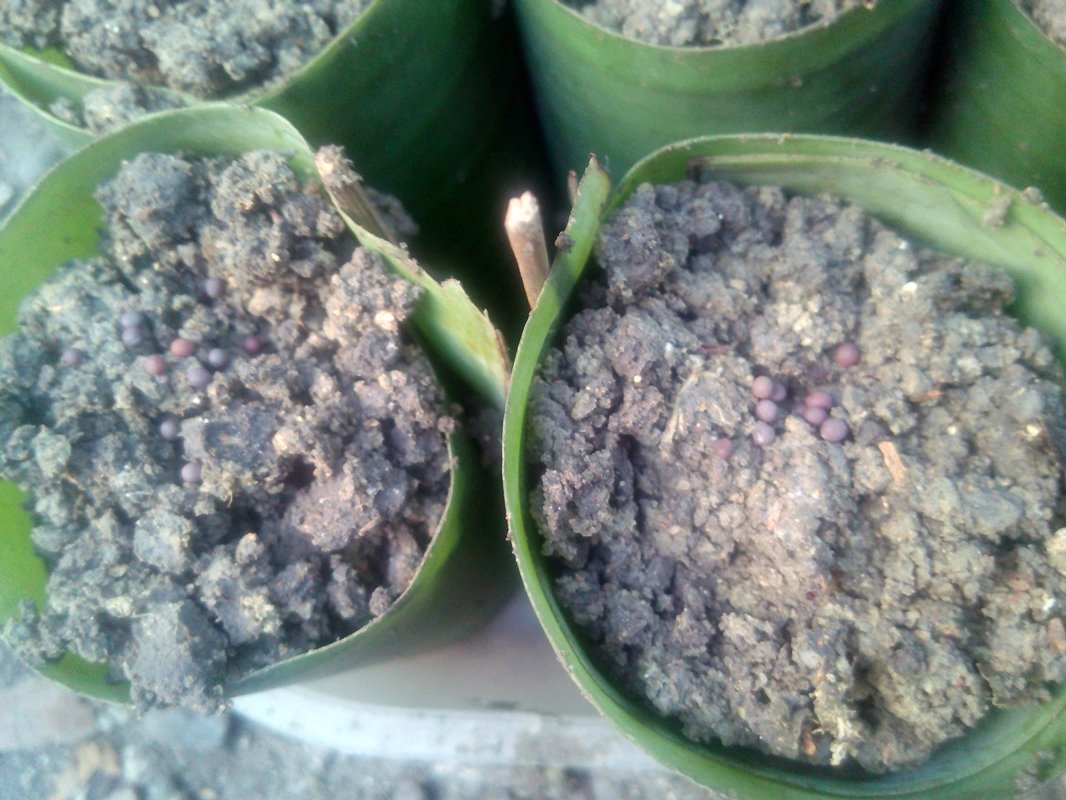 Planting Pechay - Day 1: Creating and Preparing Seedlings..... — Steemit