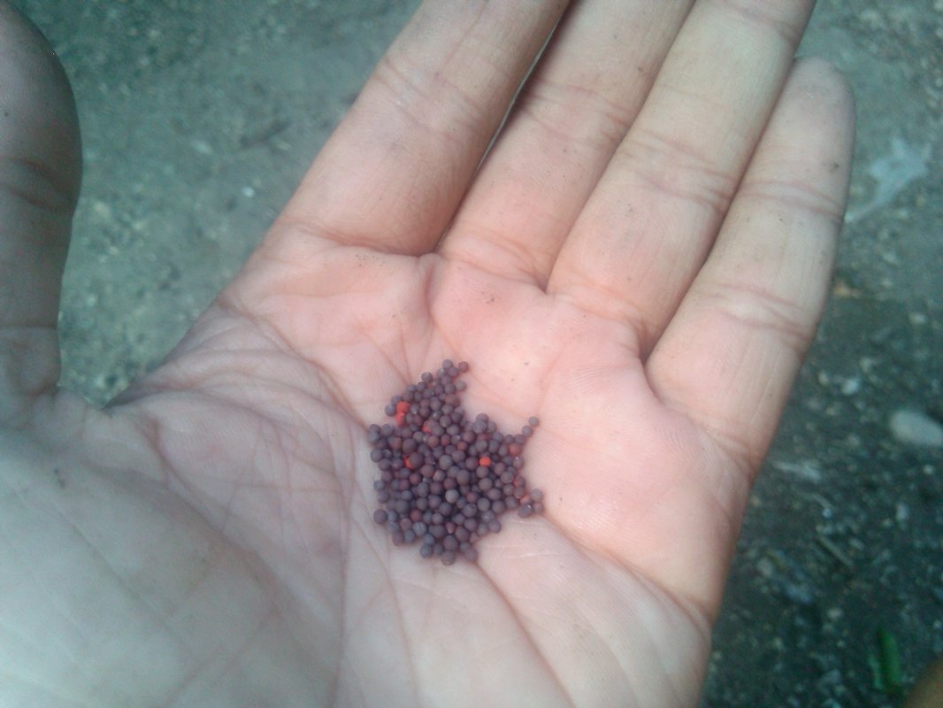 Planting Pechay - Day 1: Creating and Preparing Seedlings..... — Steemit