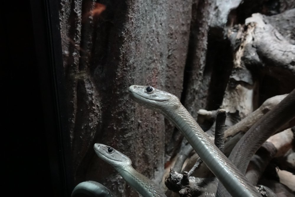 3 Venoms and 2 Tainted Weddings - Tragedy Strikes Downtown Wilmington ...