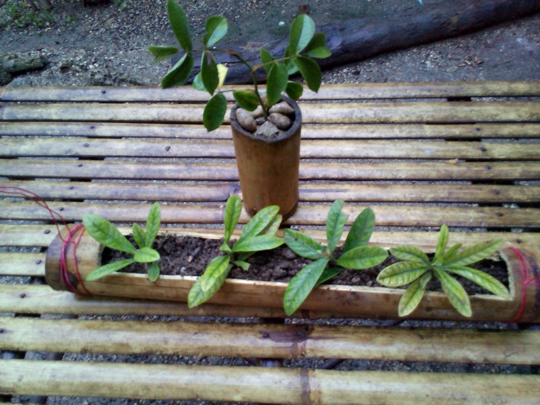 Bamboo Pots? Making Hanging and Indoor Pot....... — Steemit