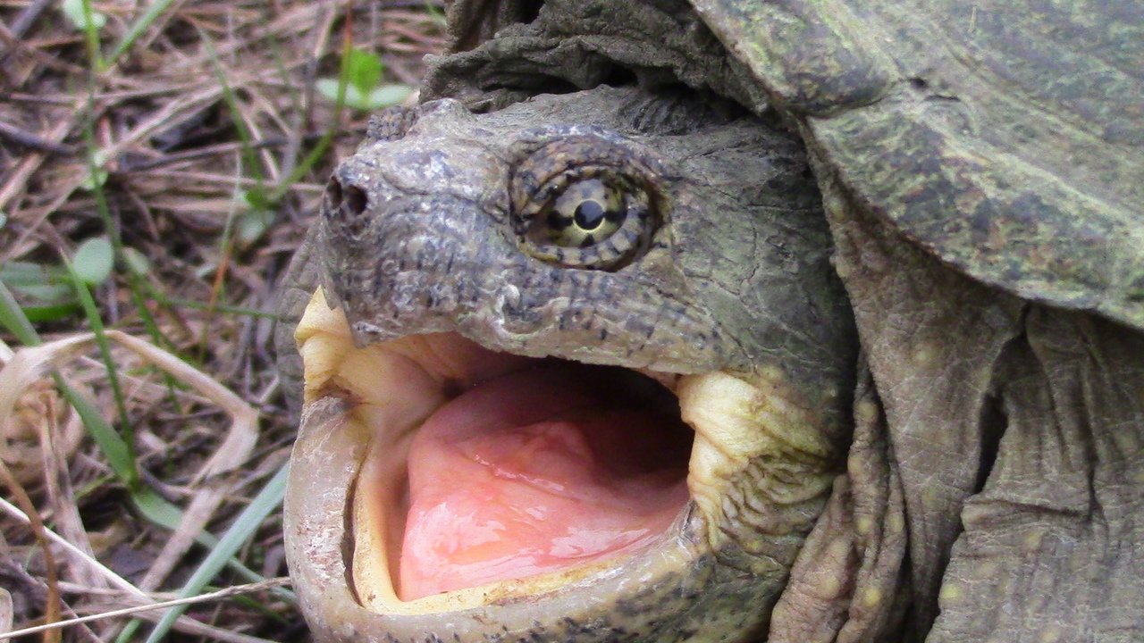 CLOSE TO THE CREATURES WITH PAPA - Snapping Turtle — Steemit