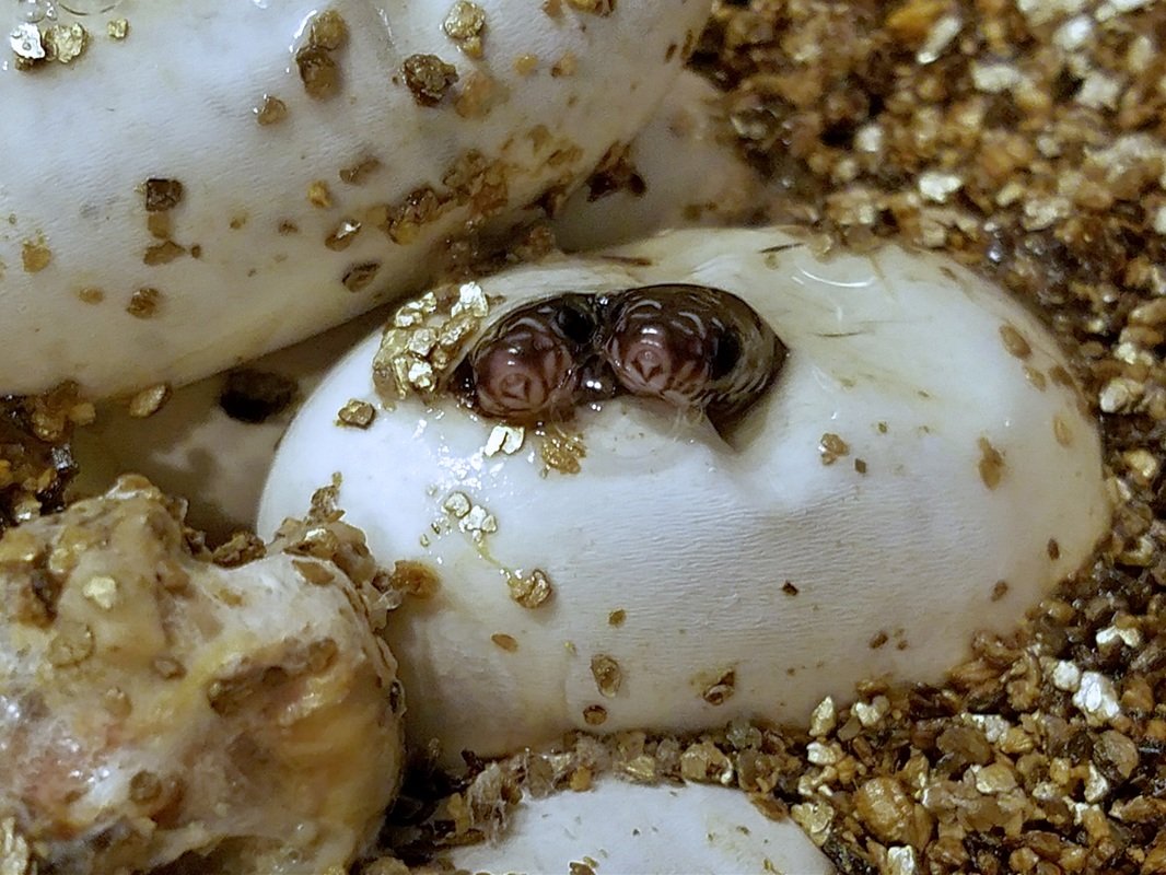 The Biology of Two Headed Snakes — Steemit