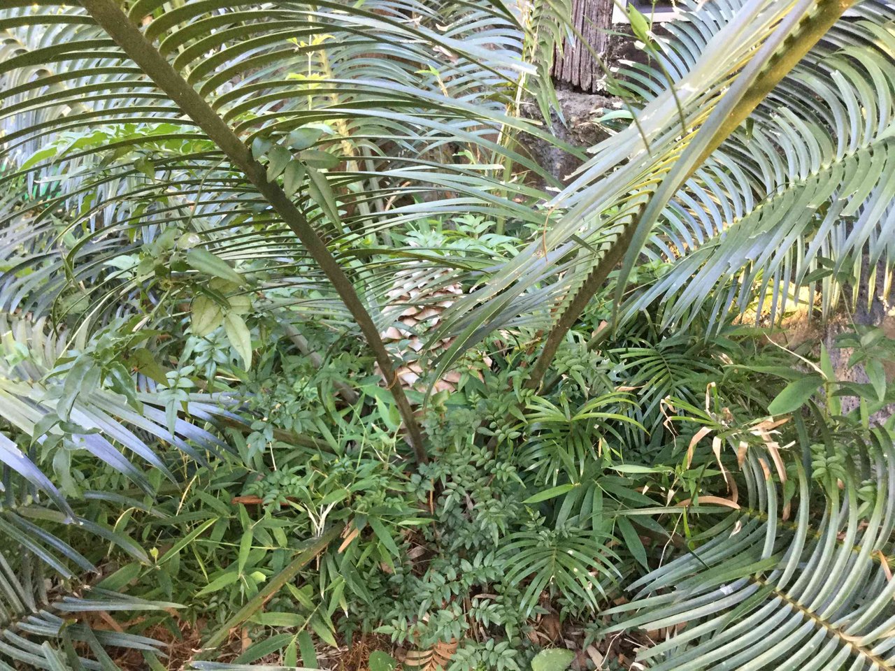 Steemimages Website — Steemit