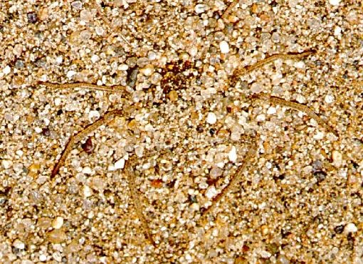 Introducing Sicarius: The most venomous spider on Earth? — Steemit