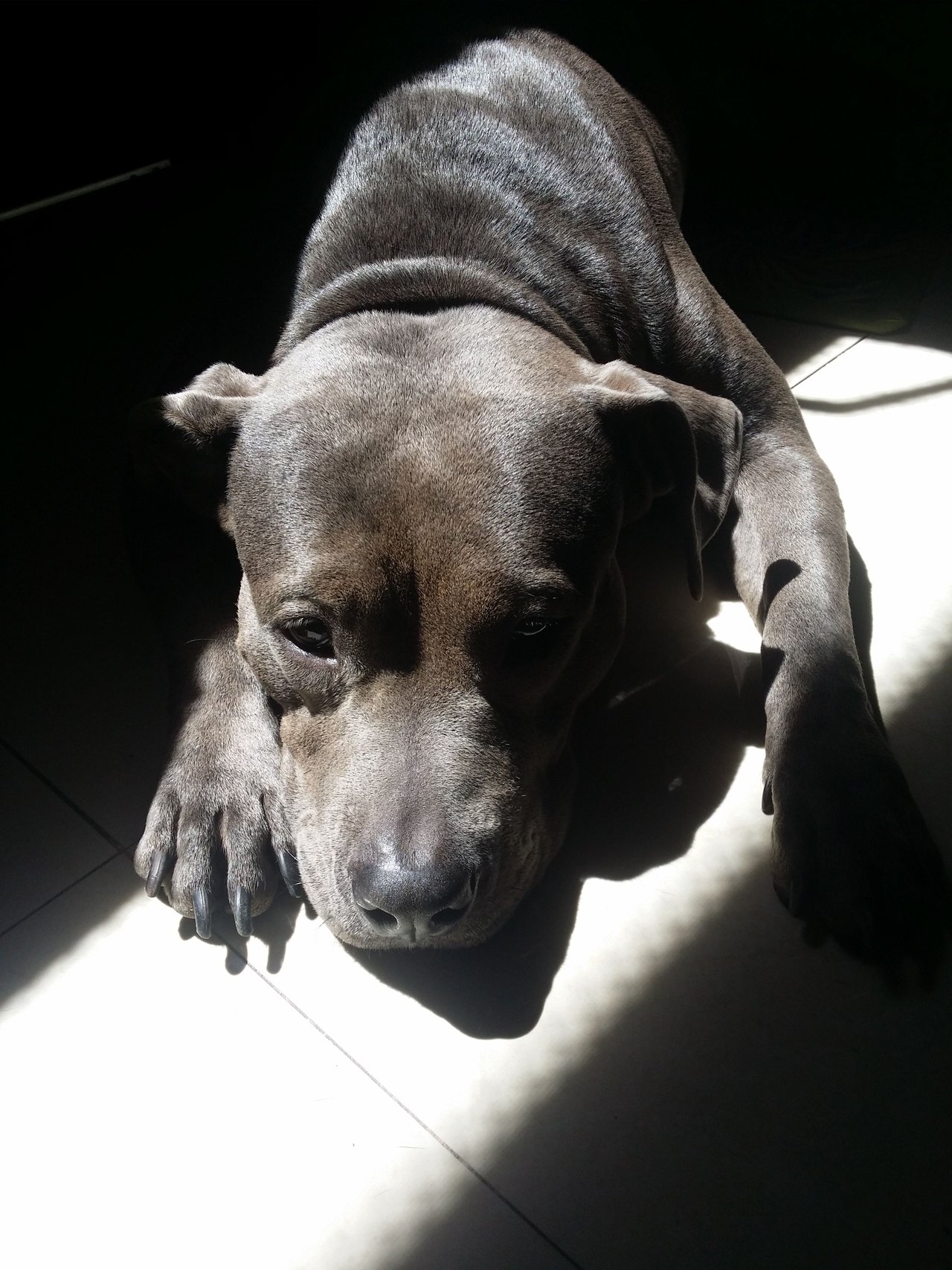 How To Take Good Photos with a Bad Camera — Steemit