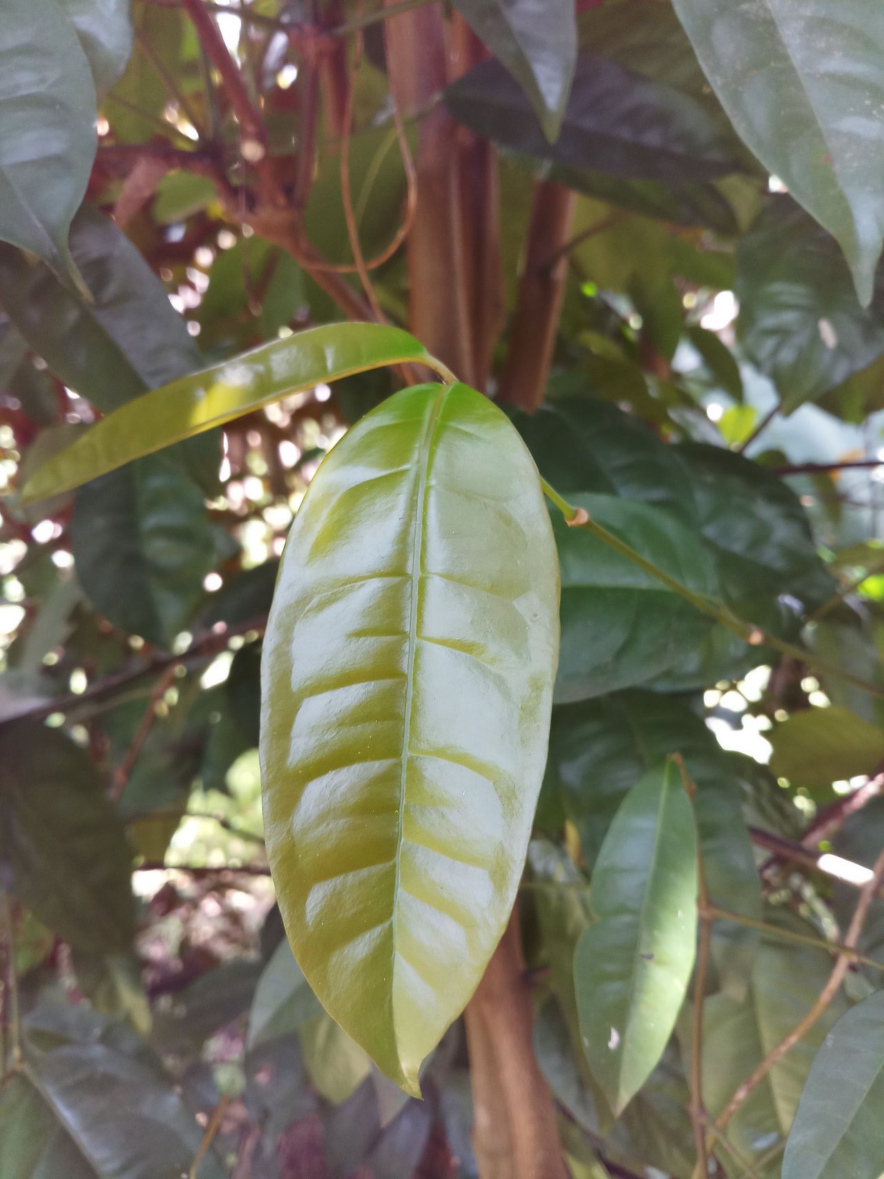 TreeTuesday: Bago Tree — Steemit