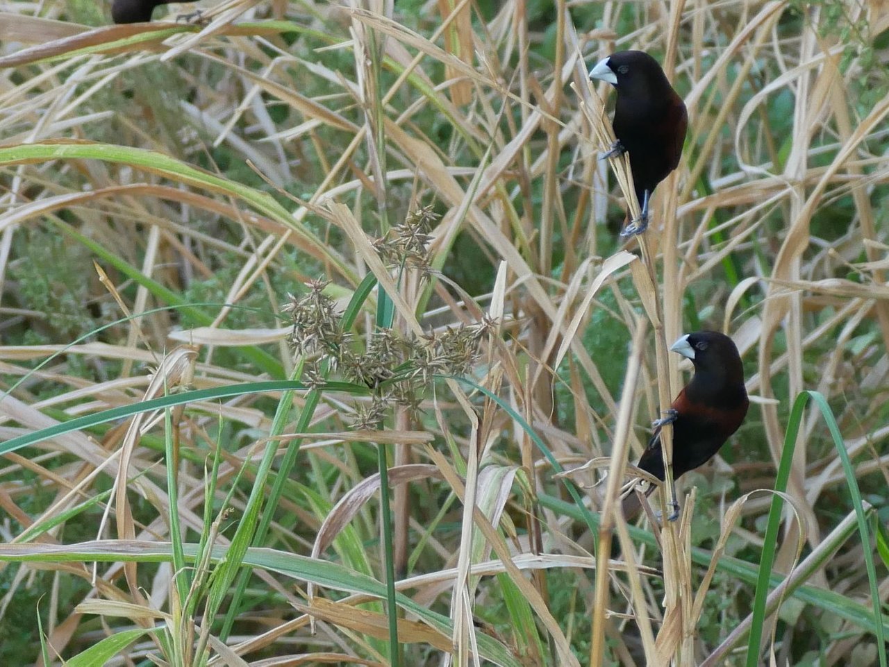 #Ulog Ep. 9 - I'm the Maya Bird, Yes I'm the Real Maya Bird — Steemit