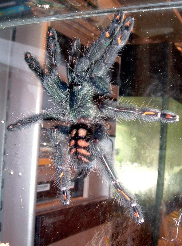 Tarantula self-defence: the stridulation story — Steemit