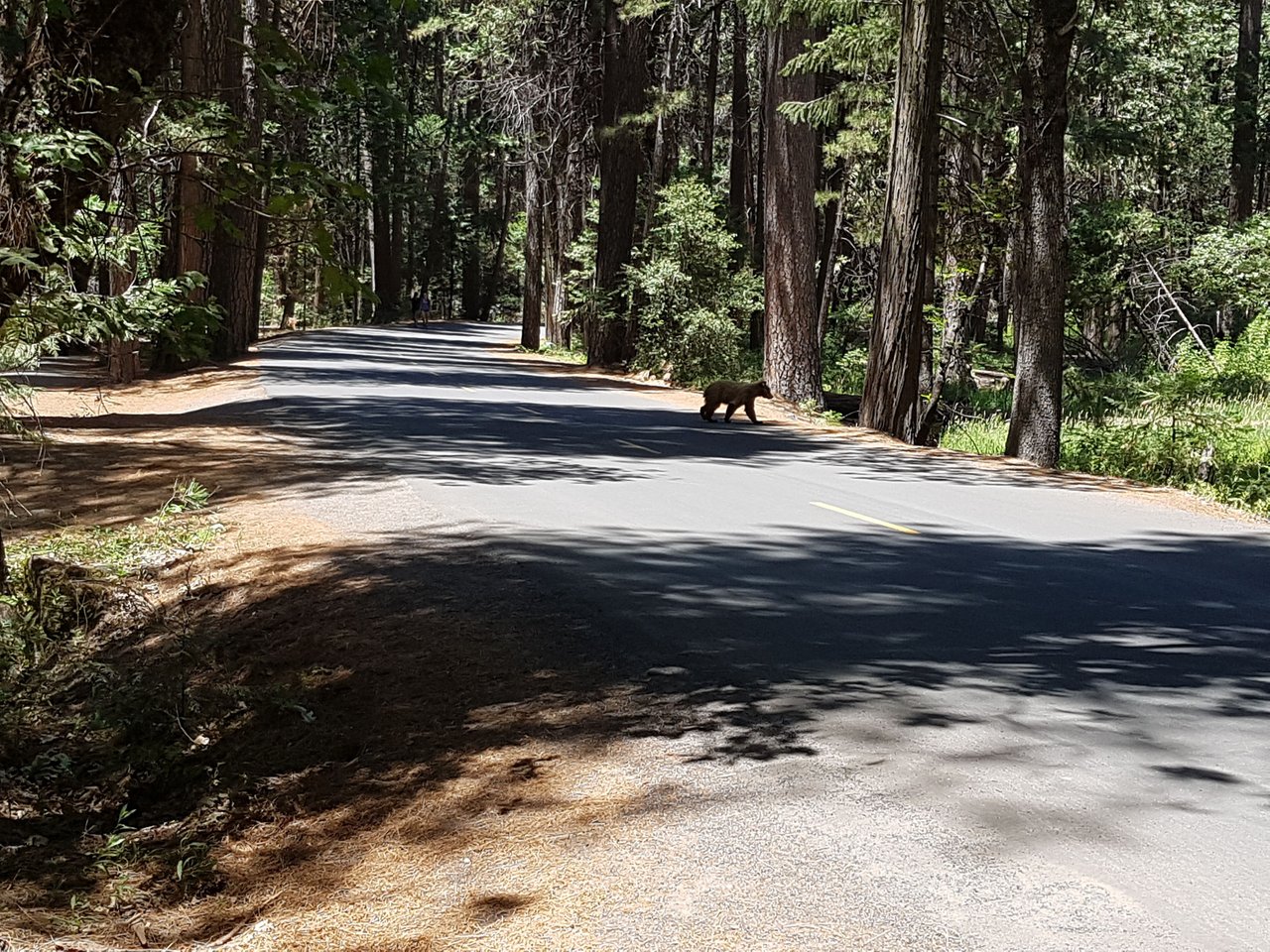 [KR],[EN]추억릴레이-곰과 만났던 요세미티 공원의 시간들 Days of Yosemity with bear — Steemit