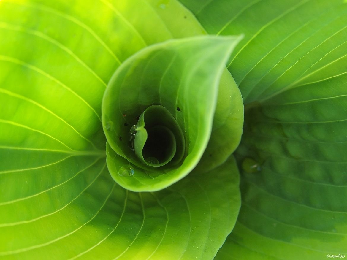 Patterns and designs in nature - Leaves — Steemit