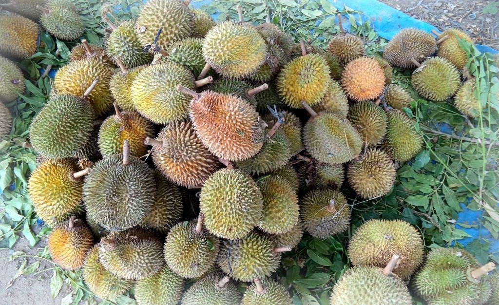 King of Fruits Season —Durian — Steemit