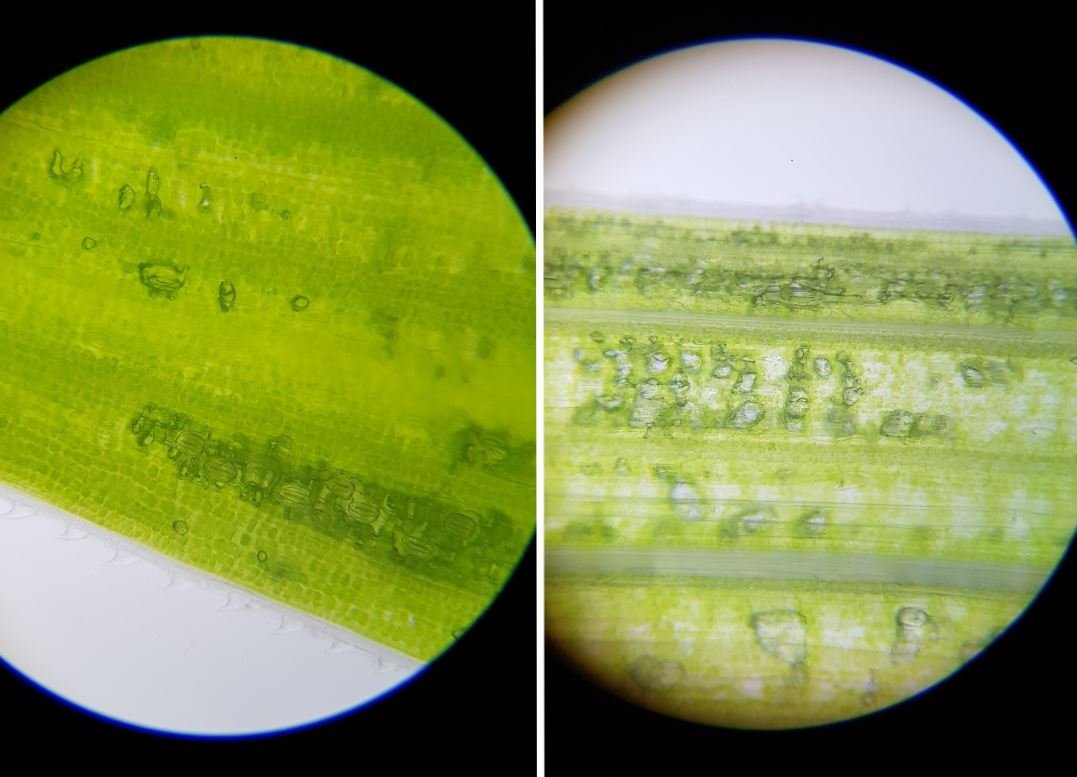 Oat Grass Under The Microscope. — Steemit