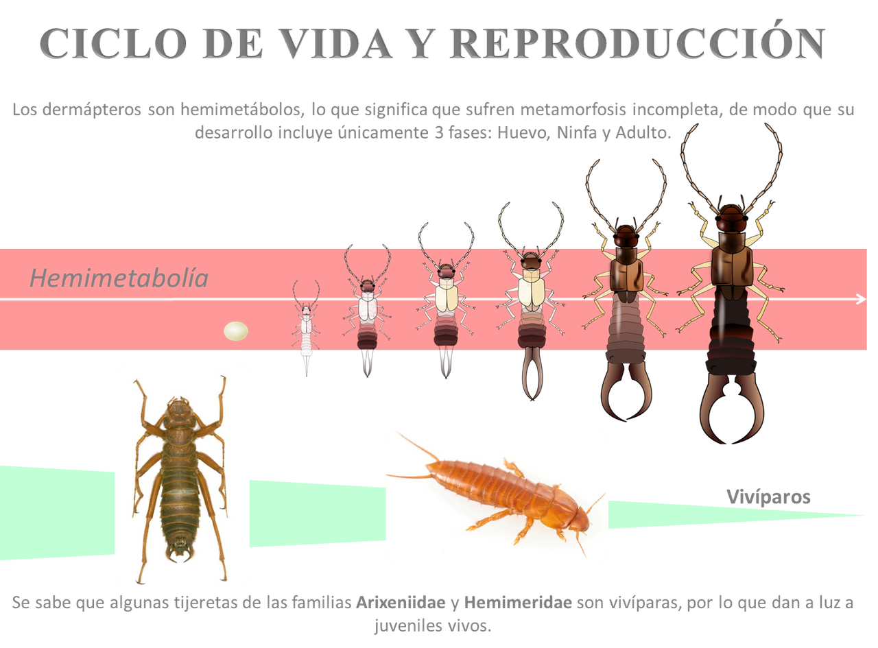 Las Tijeretas (Insectos del Orden Dermaptera) — Steemit