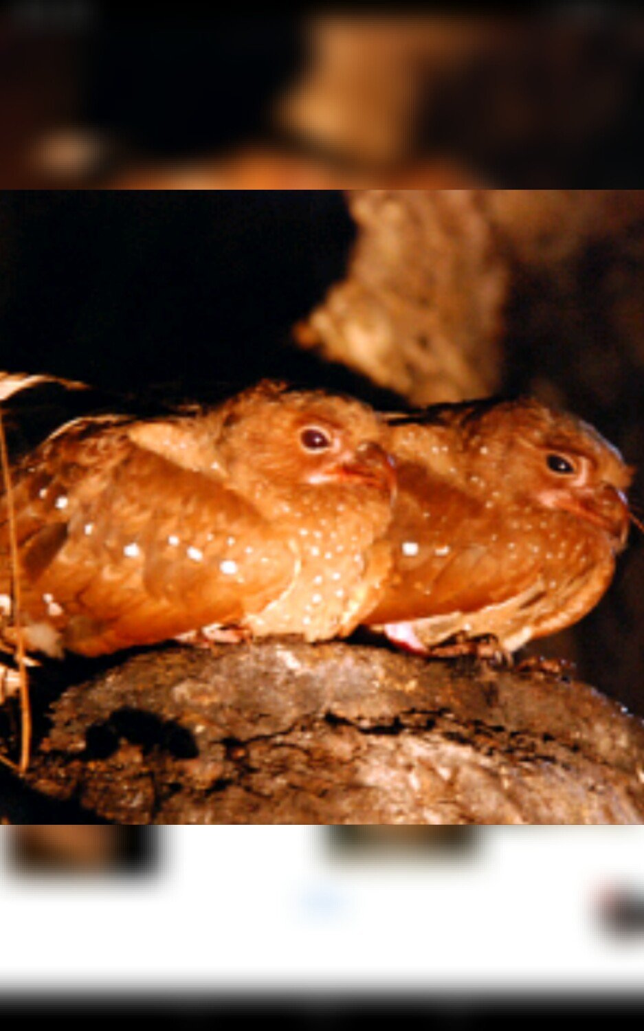 Guacharo "El ave ciega de las cavernas" — Steemit