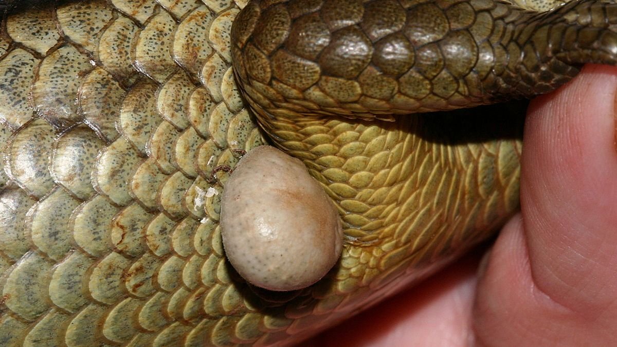 Southern Reptile Ticks on Bluetongue Lizards (A Vector for ...