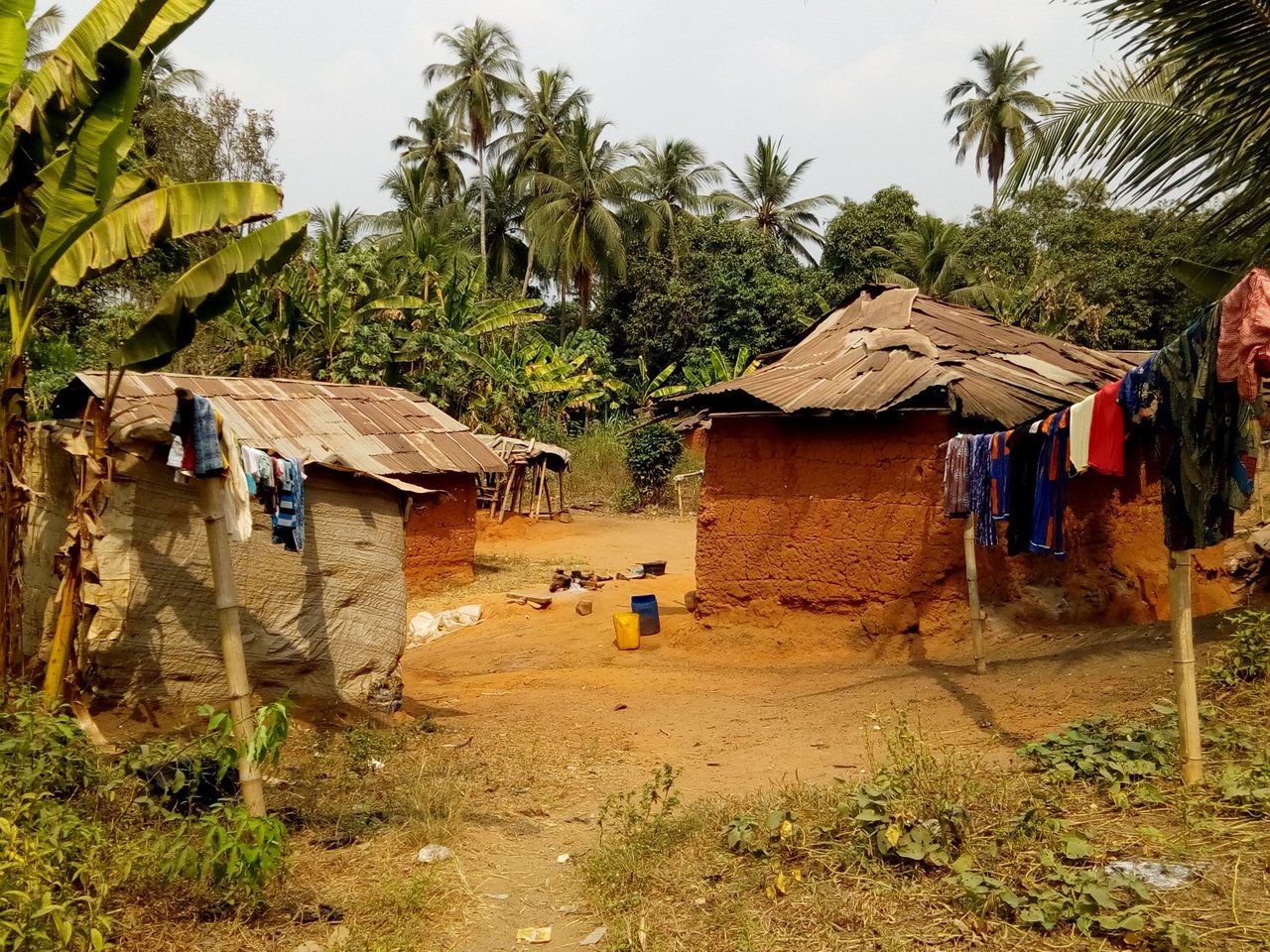 Sharing What I Discovered On IROKO Tree At Place Of Work — Steemit