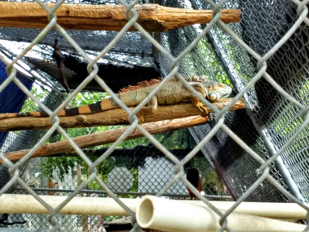 Lions and Tigers and Bears, Oh My! Octagon Wildlife Sanctuary — Steemit