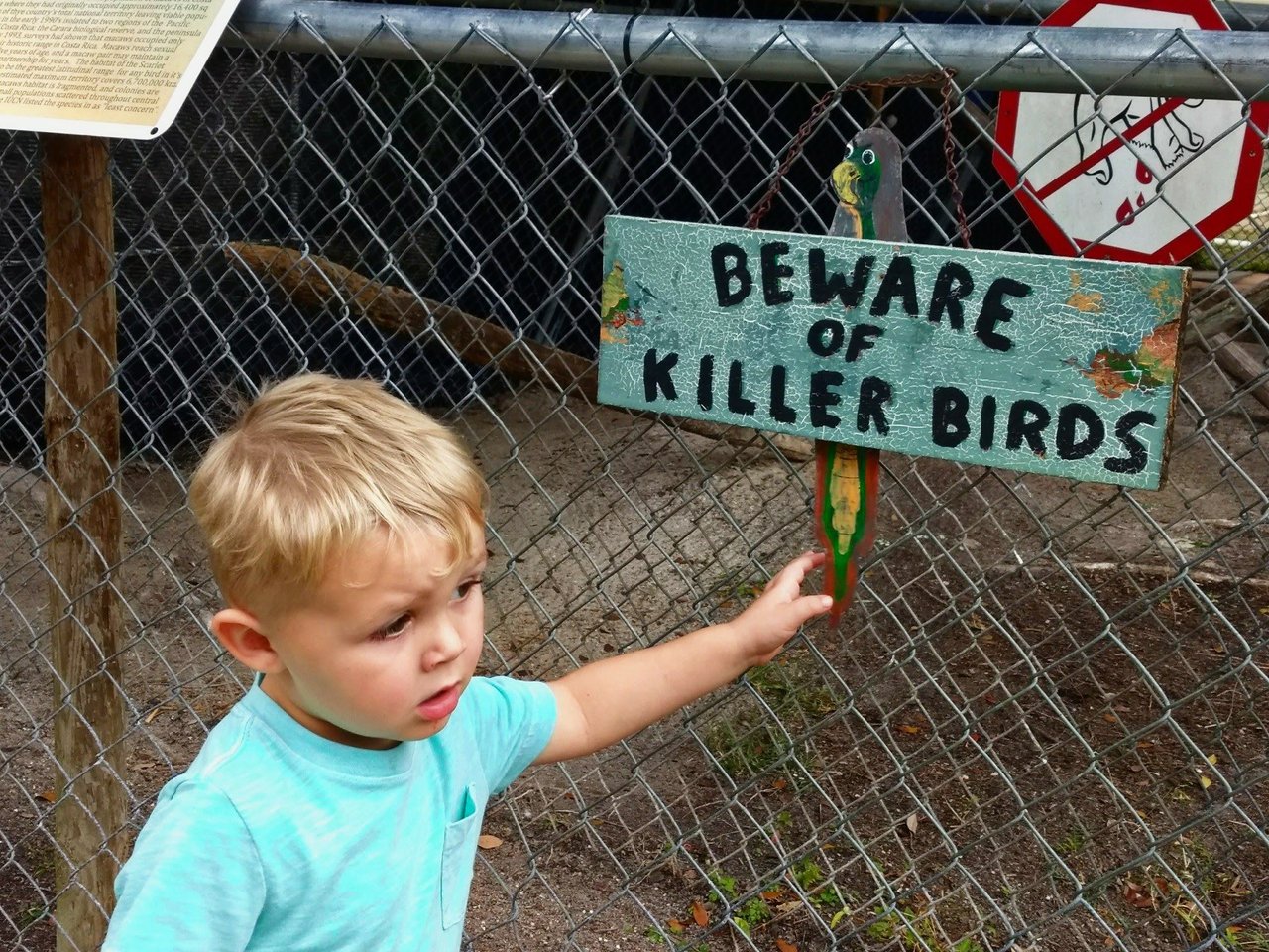 Lions and Tigers and Bears, Oh My! Octagon Wildlife Sanctuary — Steemit