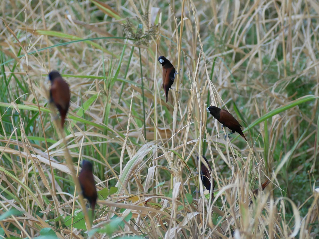 #Ulog Ep. 9 - I'm the Maya Bird, Yes I'm the Real Maya Bird — Steemit