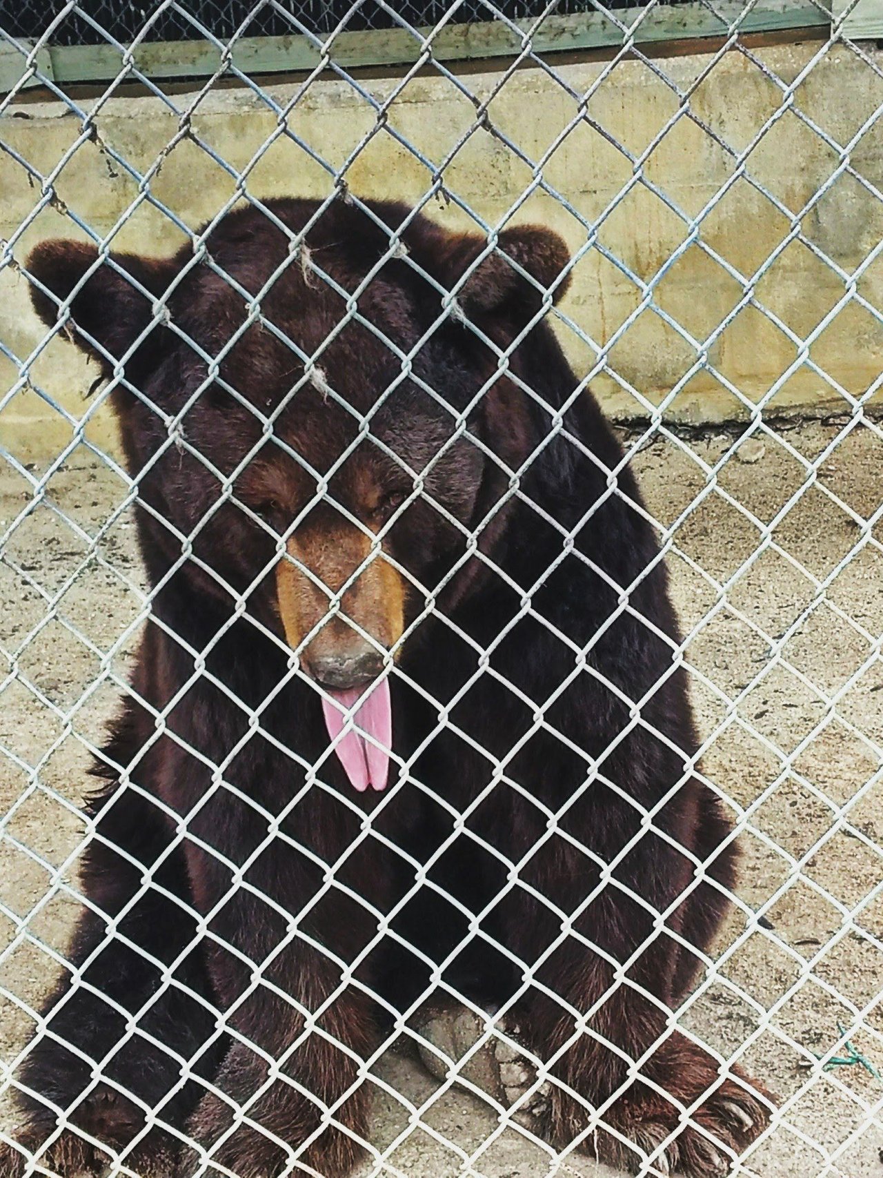 Lions and Tigers and Bears, Oh My! Octagon Wildlife Sanctuary — Steemit