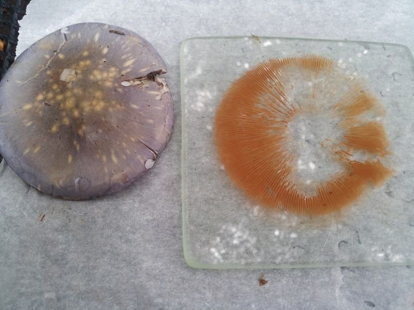 The Amateur Mycologist #18 - Cortinarius iodes - The Spotted Cort — Steemit