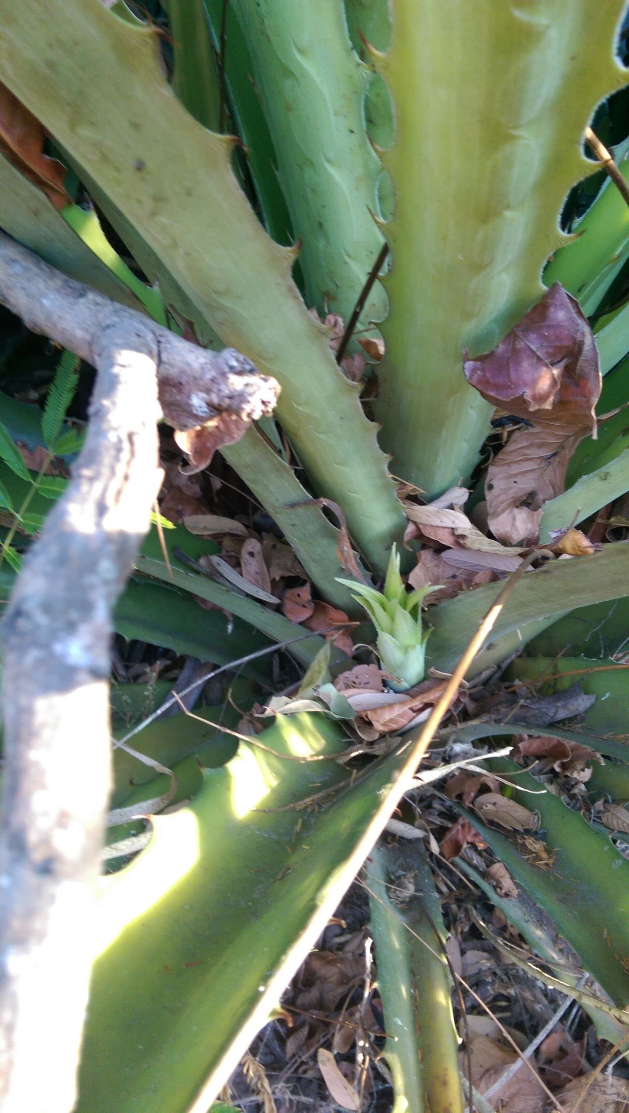 Piña de ratón o piñuela(Bromelia pinguin), planta silvestre que nos da ...