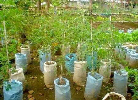 VERTICAL SACK FARMING #2: HOW TO SET UP YOUR SACK FOR PLANTING — Steemit