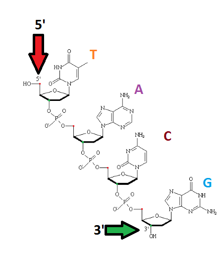 How is DNA replicated? — Steemit