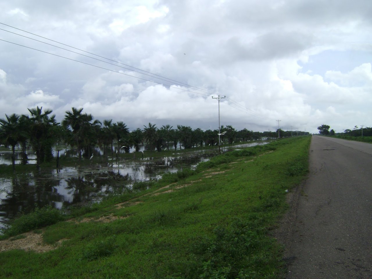 La Palma Llanera. Reina del Llano. — Steemit