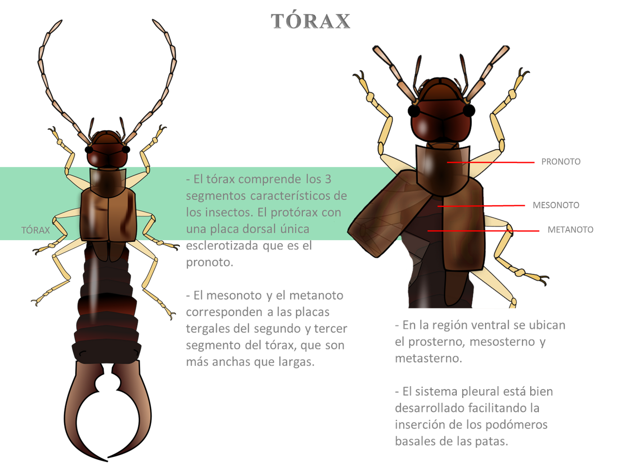 Las Tijeretas (Insectos del Orden Dermaptera) — Steemit