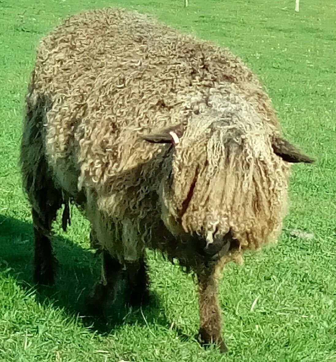 Wensleydale - the Sheep with Dreadlocks — Steemit