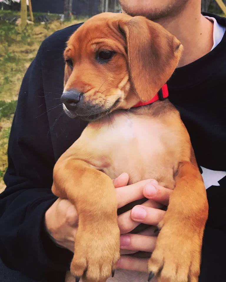 Why They Call The Rhodesian Ridgeback The "Navy Seals" Of Dog Breeds ...