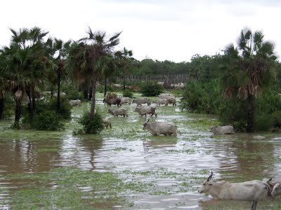 La Palma Llanera. Reina del Llano. — Steemit